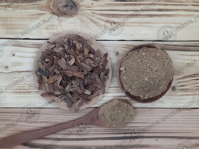 Jual Daun Asam Jawa | Tamarindus Indica - Herbal Anugrah Alam