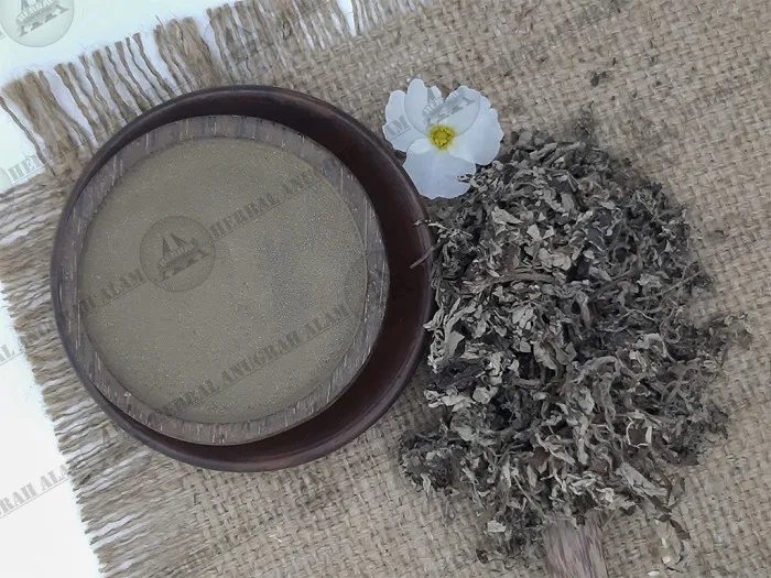 Jual Daun Baru Cina | Artemisia vulgaris - Herbal Anugrah Alam