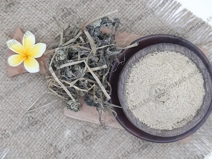 Jual Daun Kate Mas | Euphorbia Heterophylla - Herbal Anugrah Alam