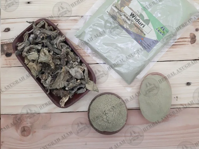 Jual Daun Widuri | Colotropis Gigantea - Herbal Anugrah Alam